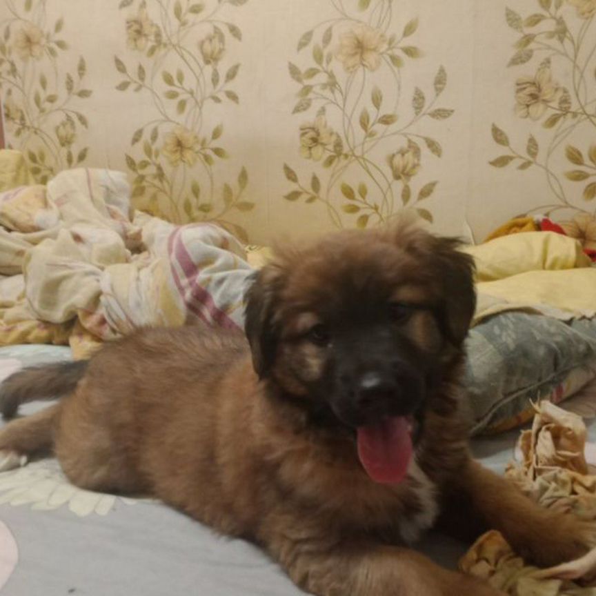 Подкинули щенка Девочка