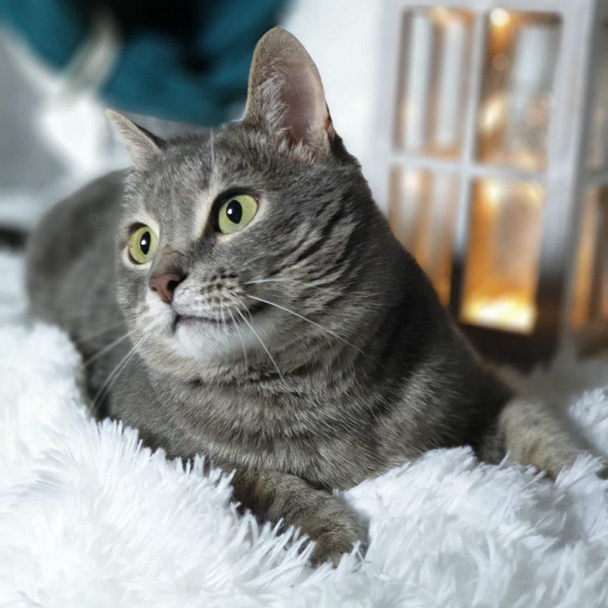 Роскошный котик в дар