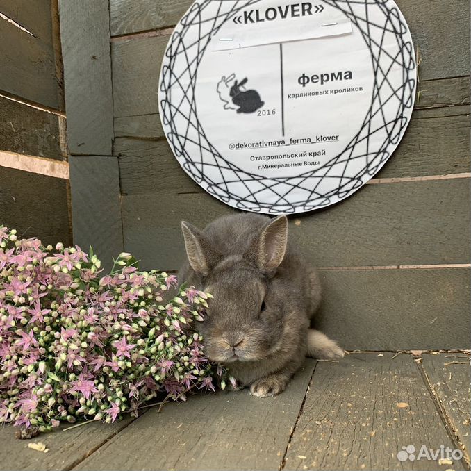 Миниатюрный рекс ферма klover