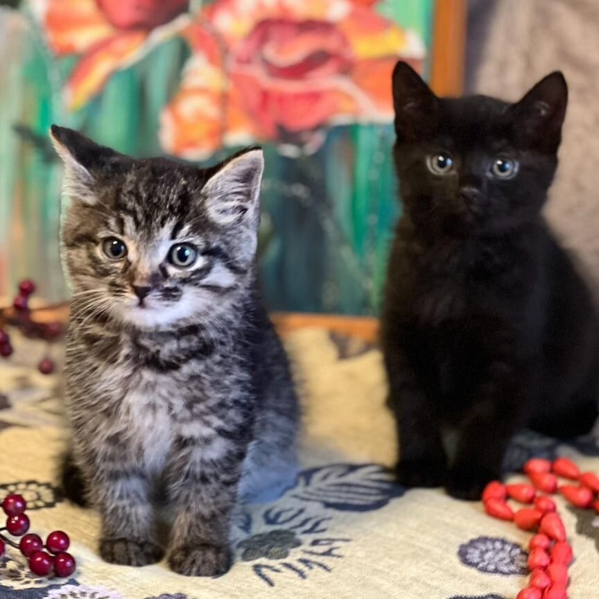 Маленькие красивые котята в добрые руки