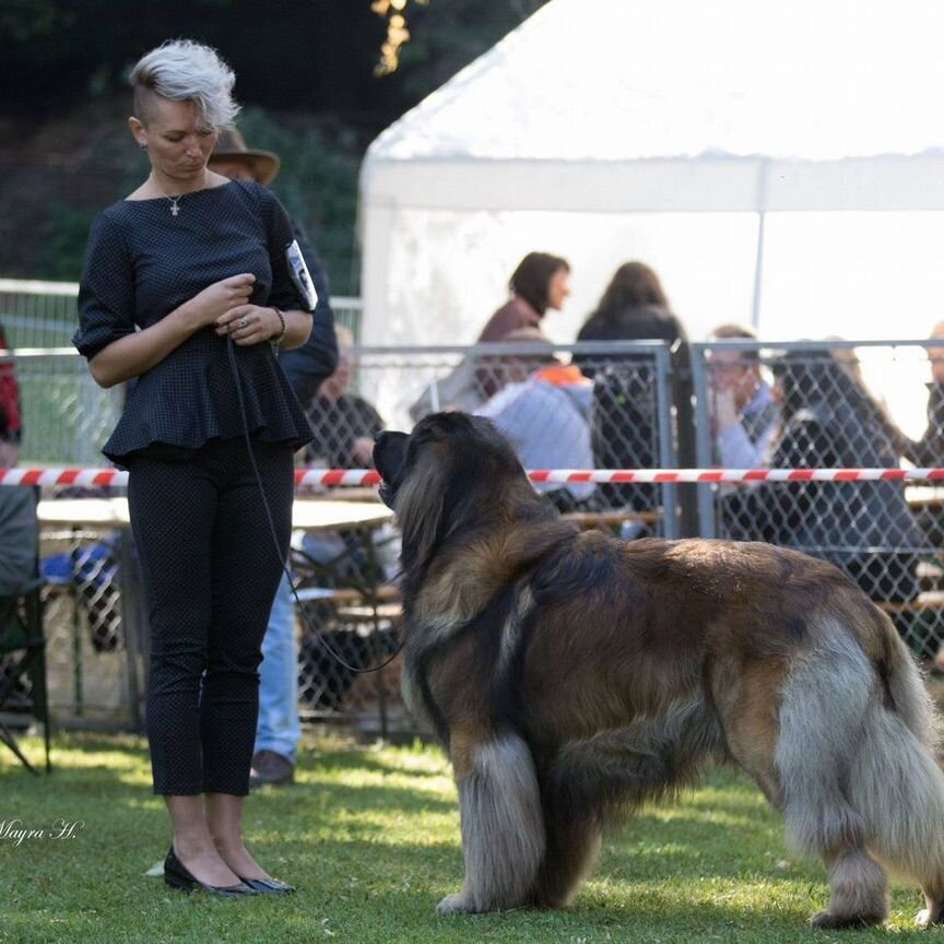 Вязка леонбергер