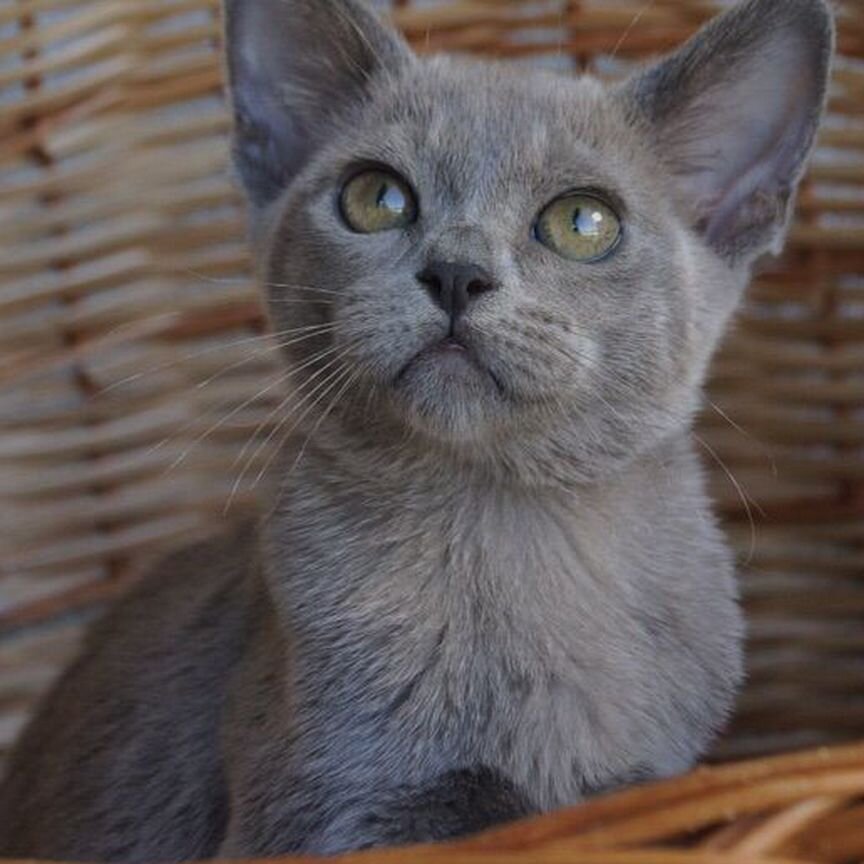 Бурманские котята