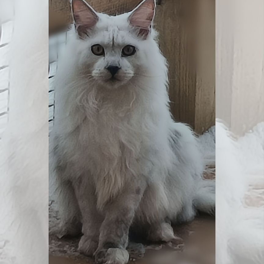 Мейн-кун котёнок