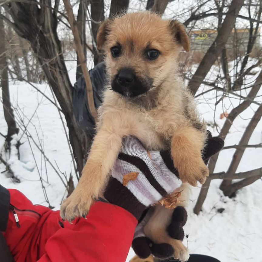 Собака в добрые руки