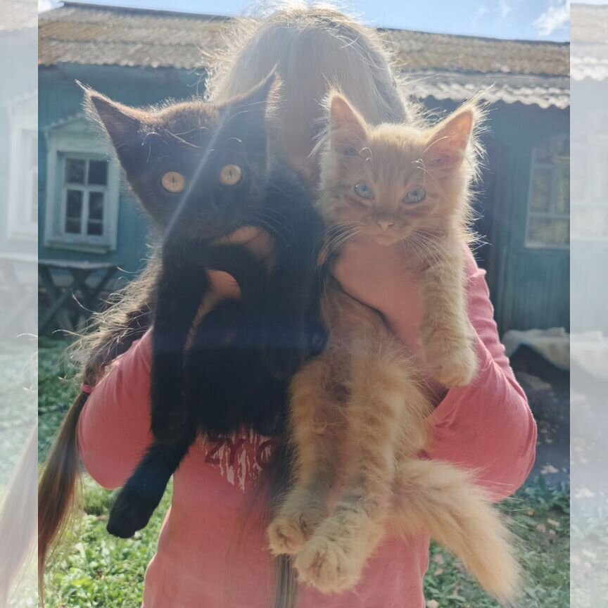 Котята в добрые руки