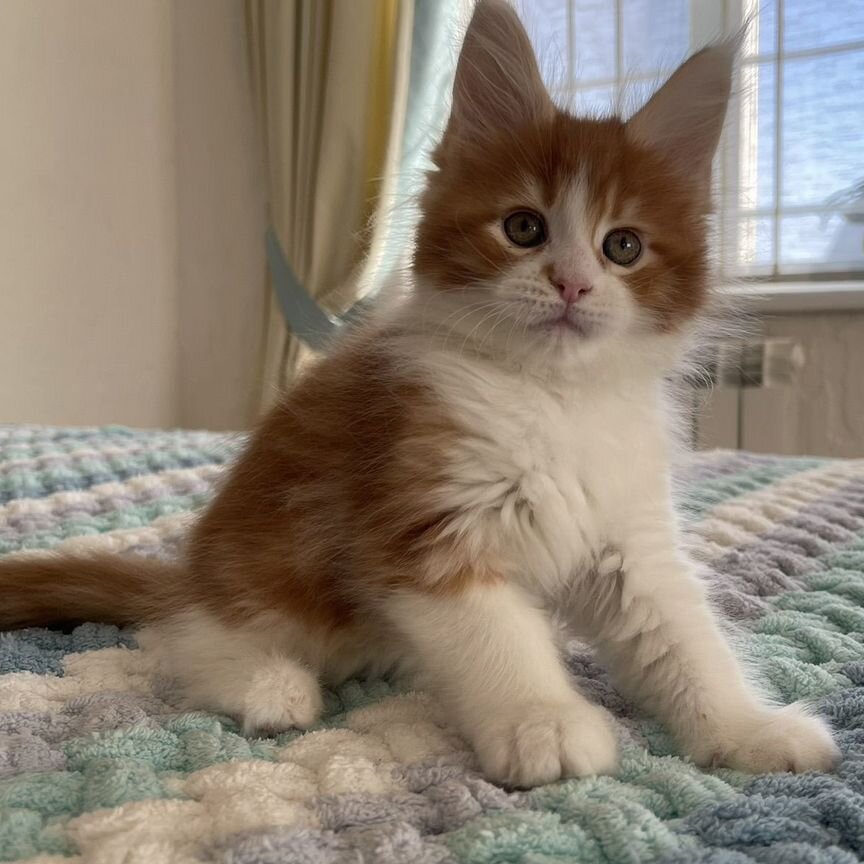 Котик мейн кун Кубик