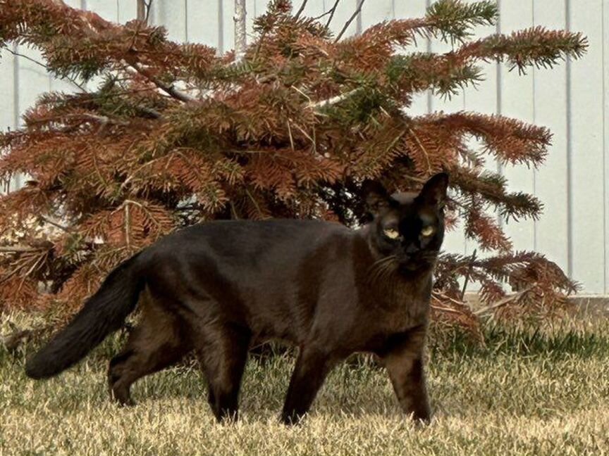 Бурманская кошка