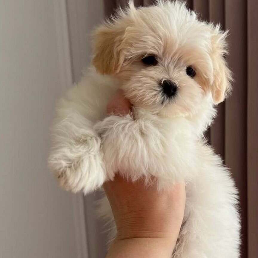 Мальтипу, щенок