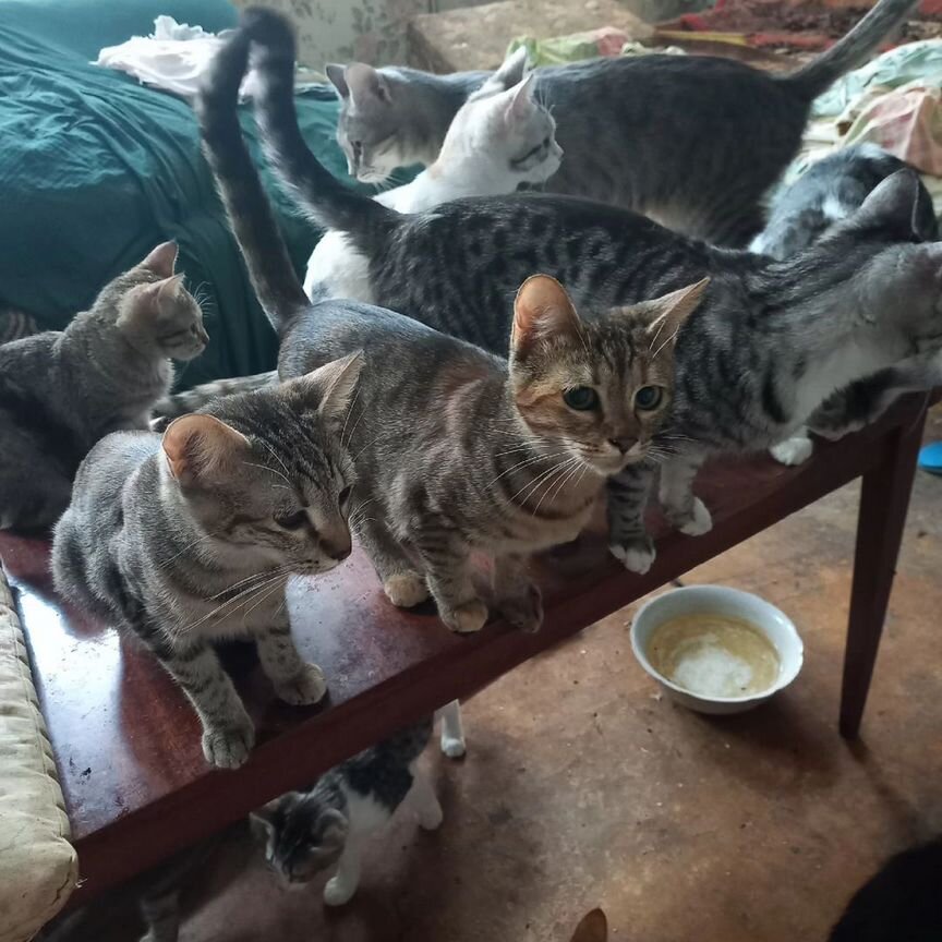Котята в добрые руки