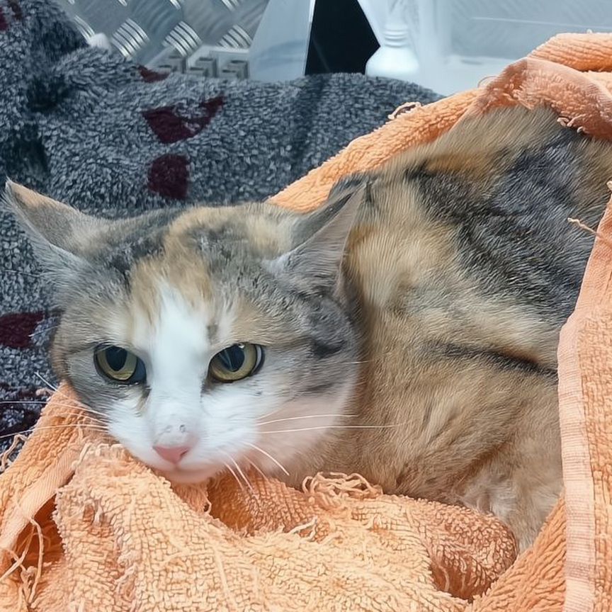 Взрослая, кошка в добрые руки