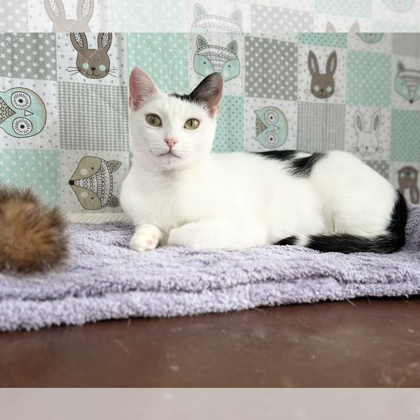 Кошечка Люся ждет свою хозяйку