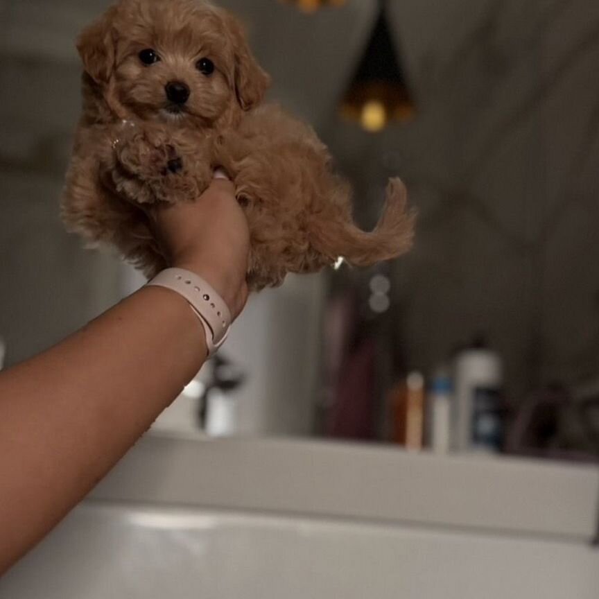 Мальтипу, щенок