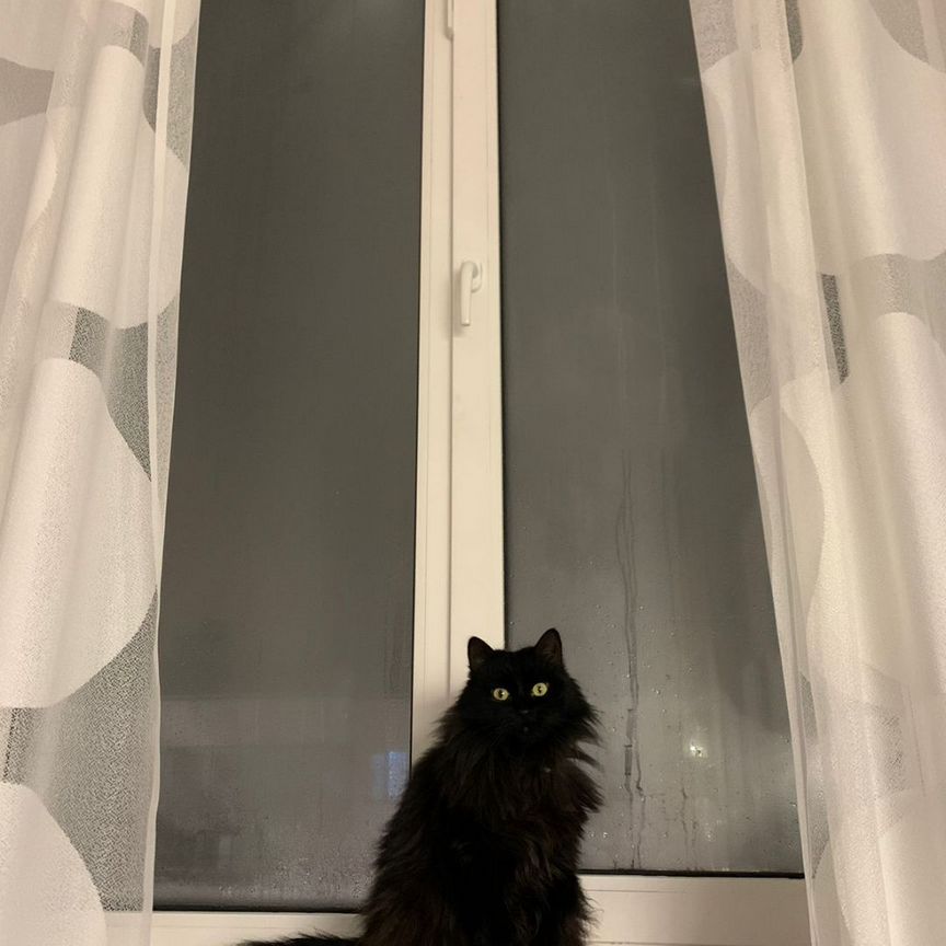 Черная кошка