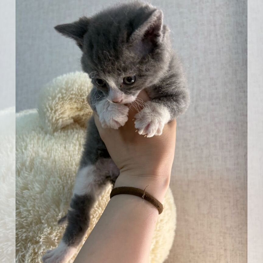 Британский короткошёрстный котёнок