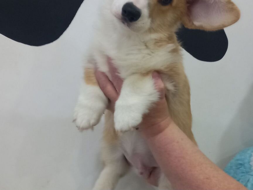 Малыш Корги