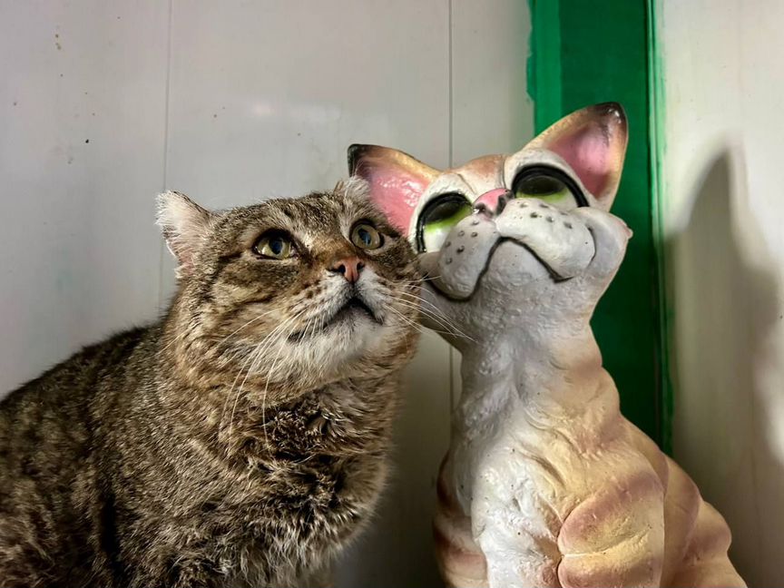 Шикарный кот в добрые руки