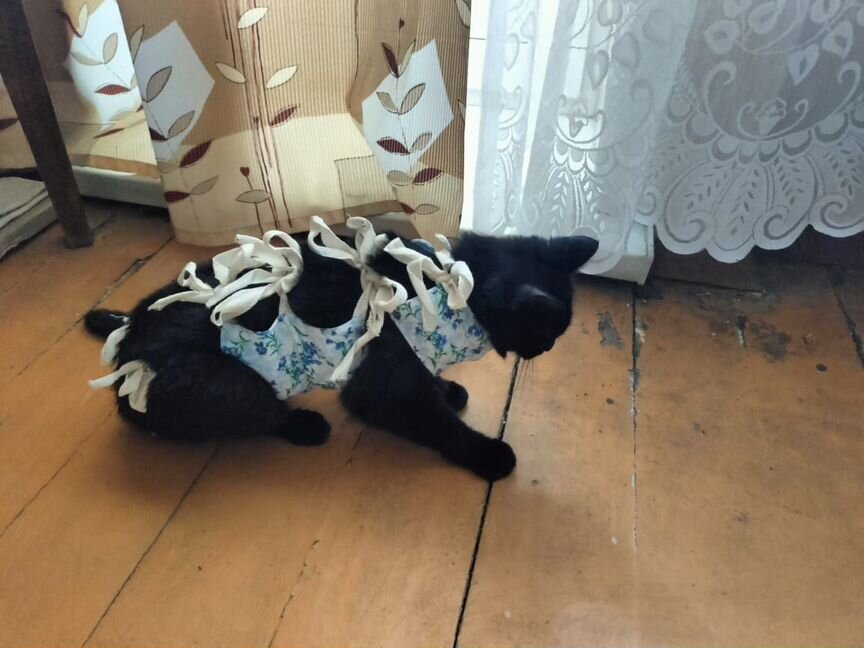 Кошки