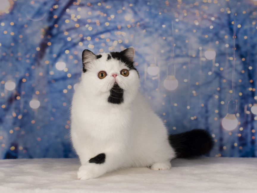 Экзотическая короткошерстная кошка
