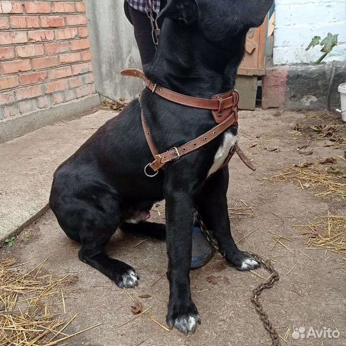 Кобель вязка кане Корсо