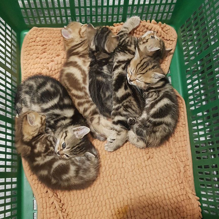 Шотландские прямоухие котята