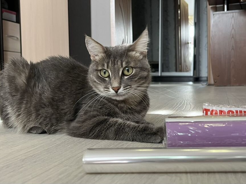 Кошки в добрые руки