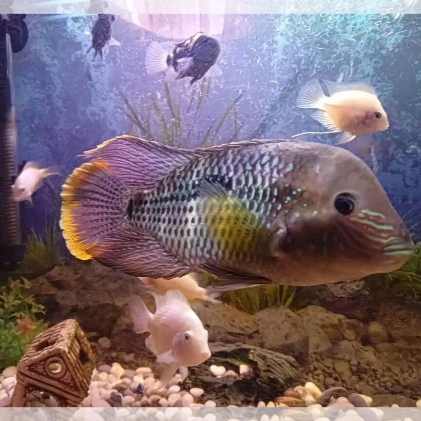 Продам аквариум с рыбками на 70 л