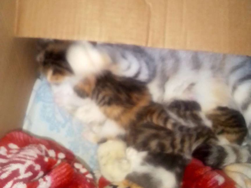 Котята отдам