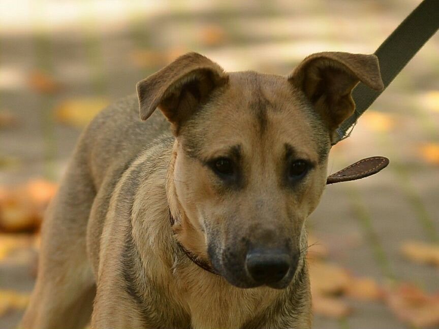 Умница Крис из приюта/ бесплатно