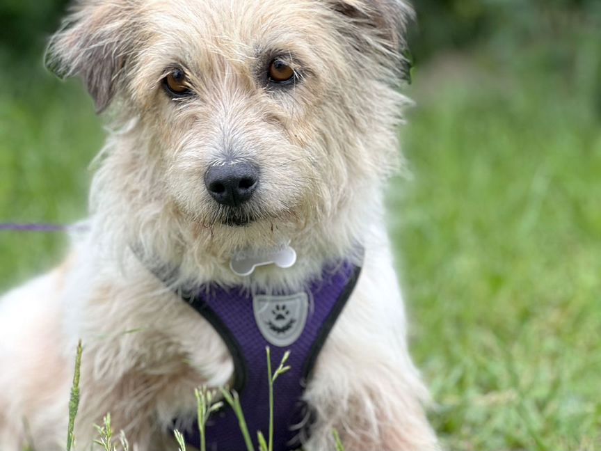 Невероятная Анфиса в добрые руки