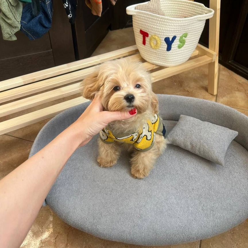 Мальтипу F1 мальчик