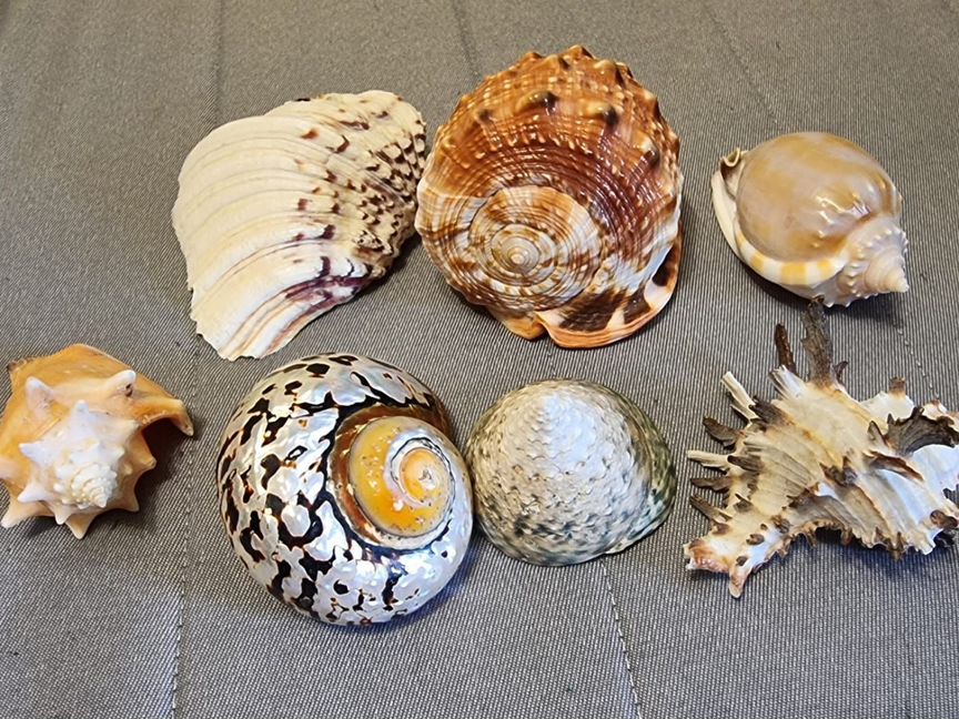 Ракушки для аквариума