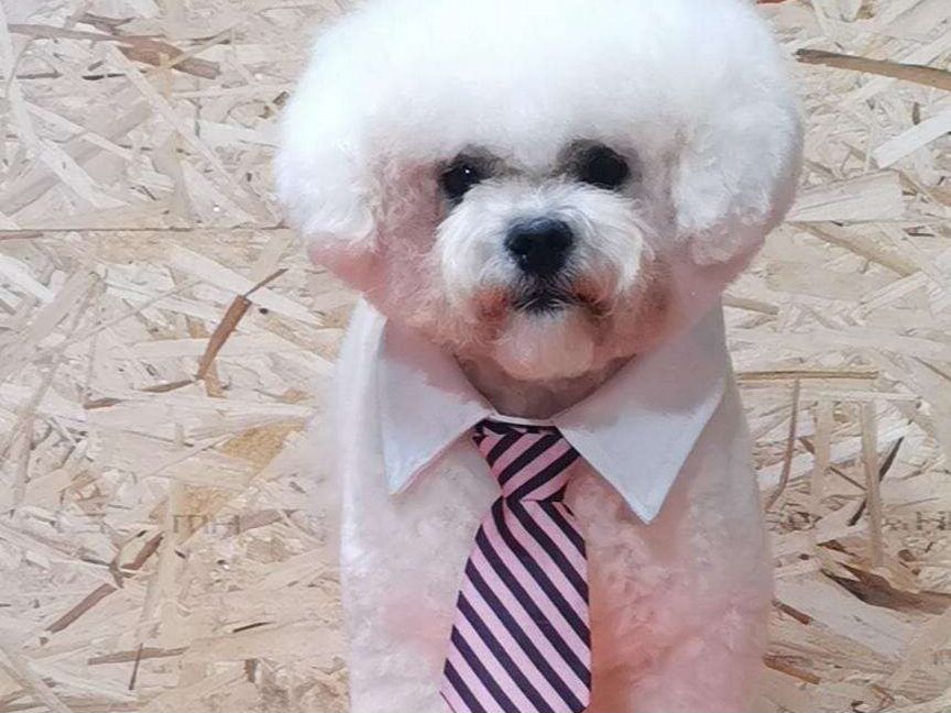 Бишон фризе вязка