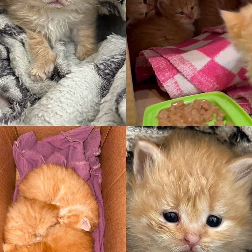 Кошка в хорошие руки