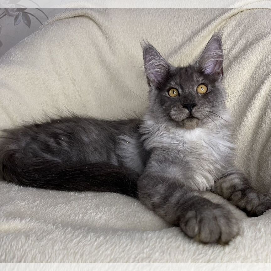 Котенок Черный дым