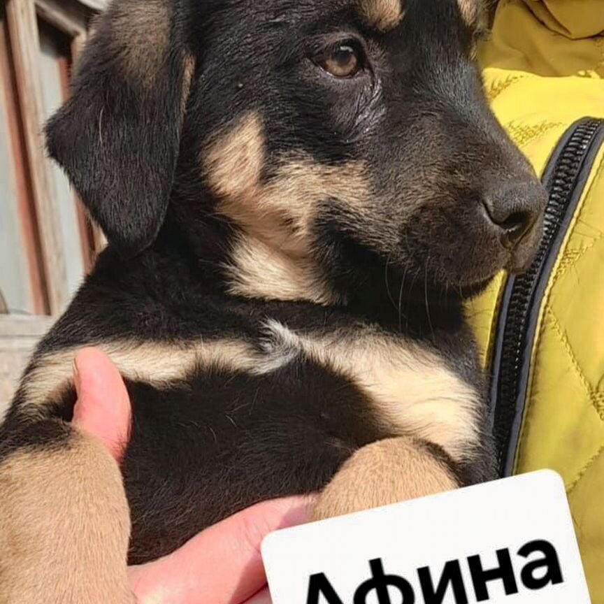 Собака