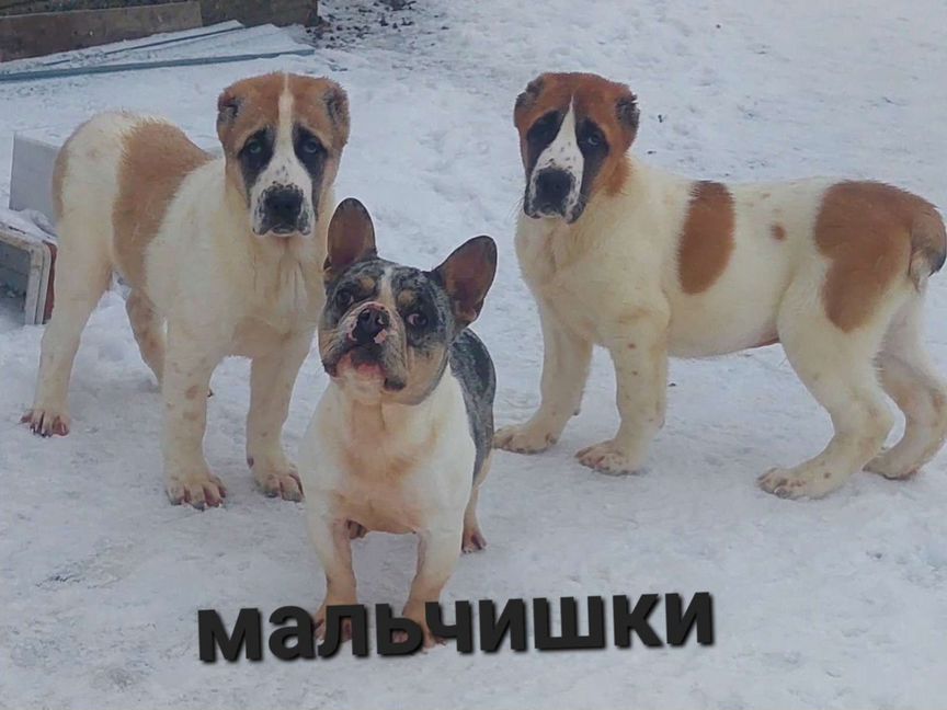 Щенки среднеазиатской овчарки мальчики