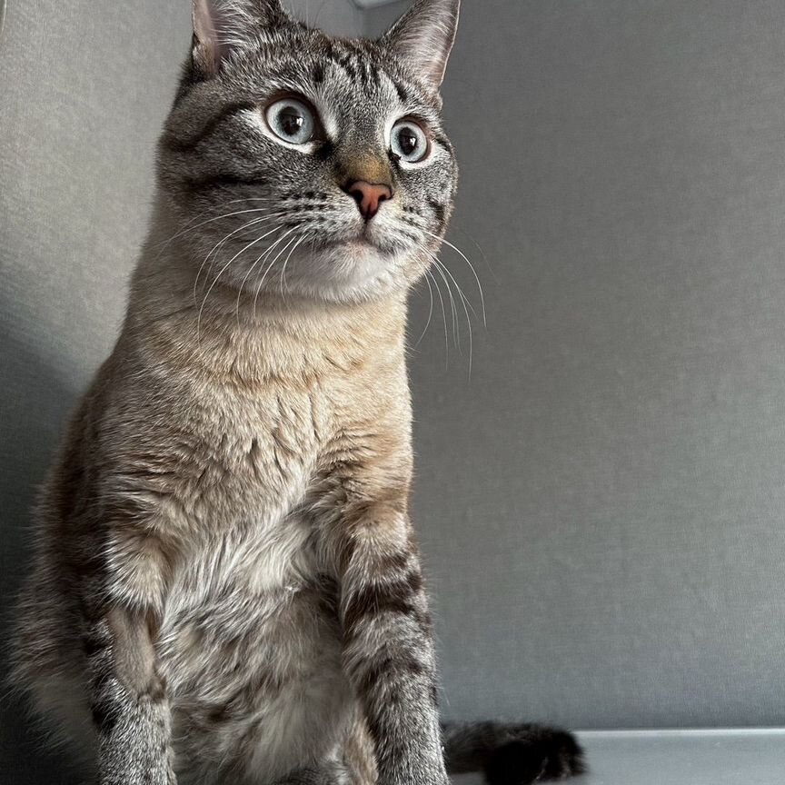 Кот тайский