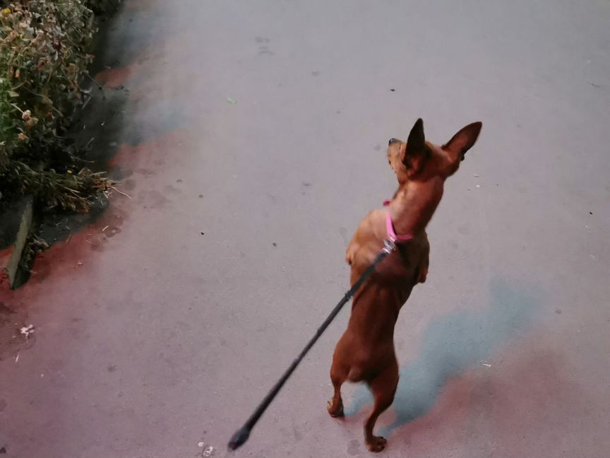 Цвергпинчер девочка