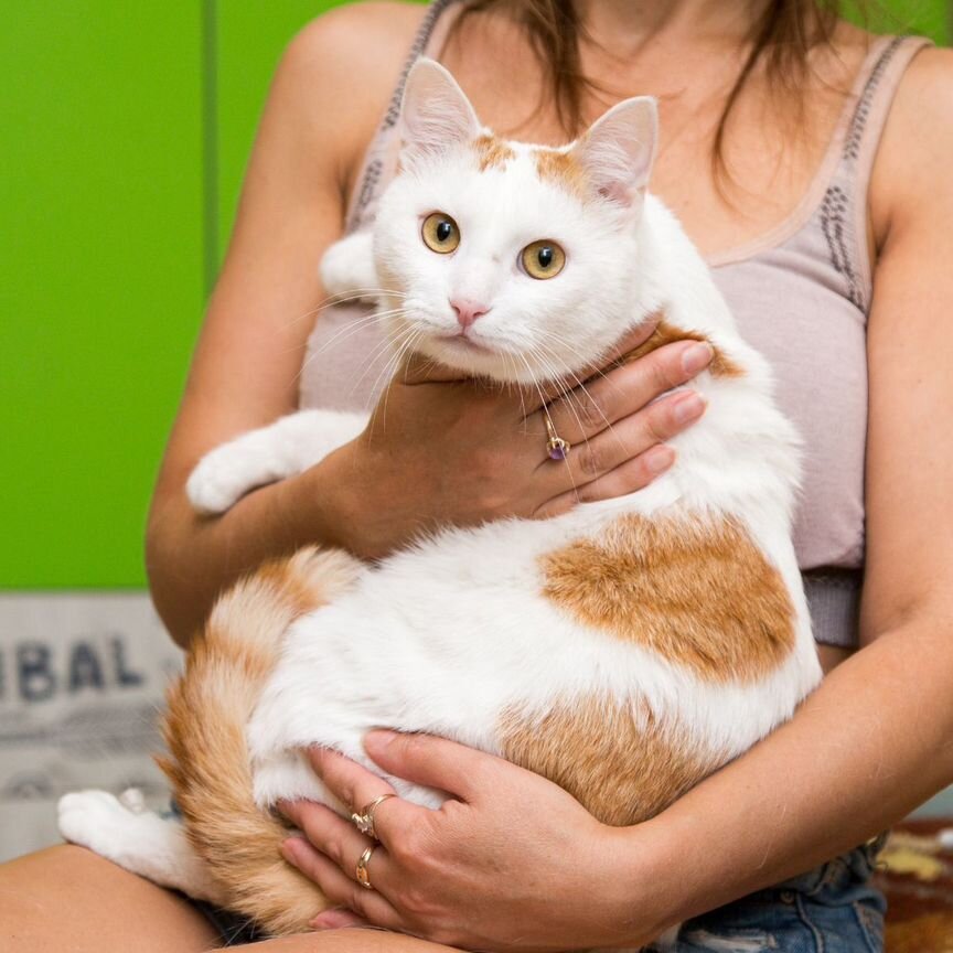 Оливер котик с янтарными глазами в дар