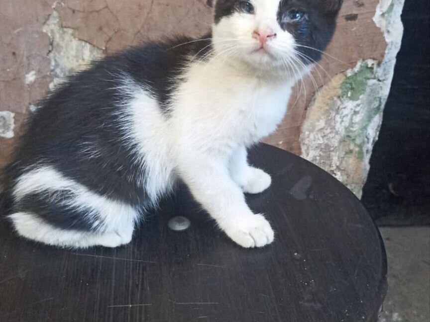 Кошка бесплатно