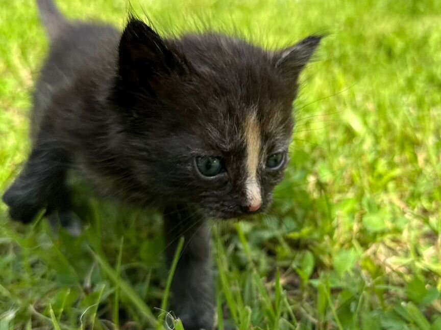 Котенок-черепашка 1 месяц