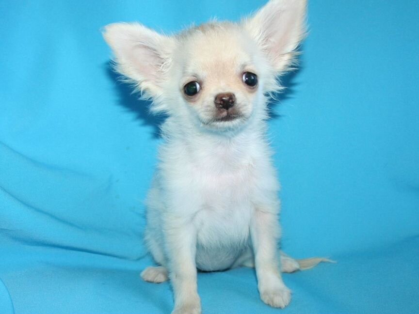Чихуахуа девочка