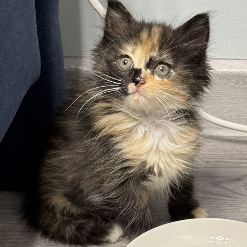 Котёнок от частного владельца