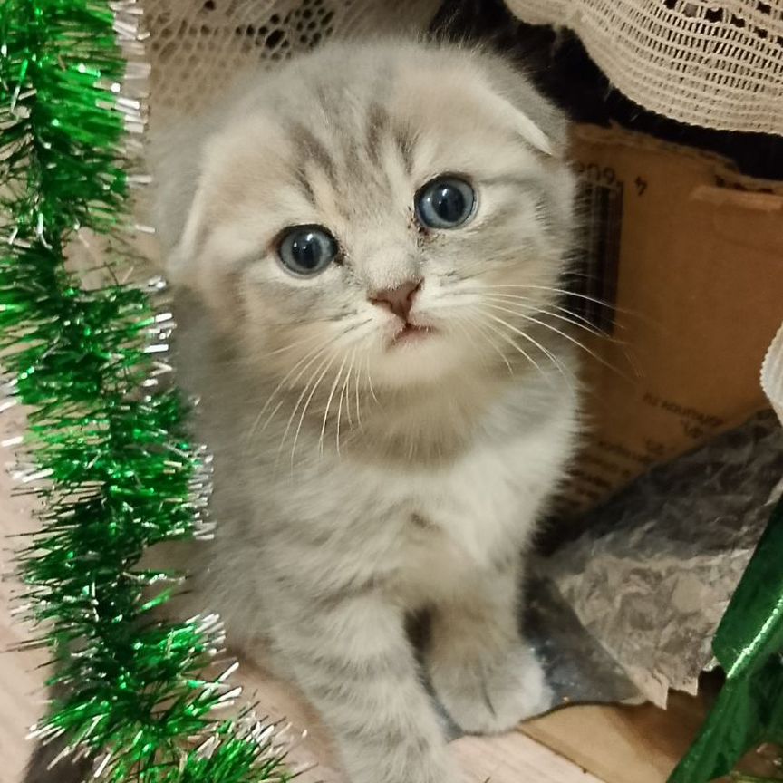 Шотландский вислоухий