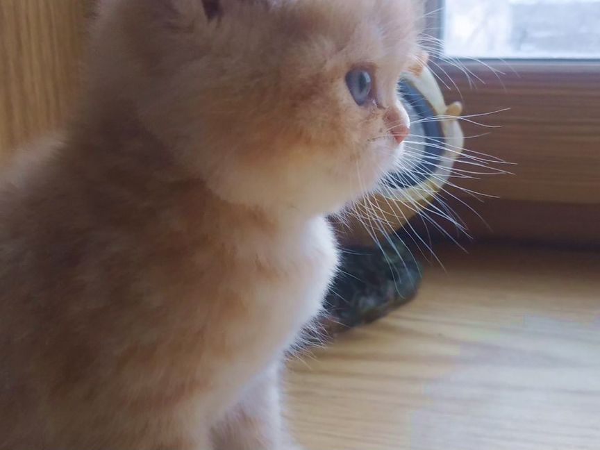 Очаровательные малыши - котятки