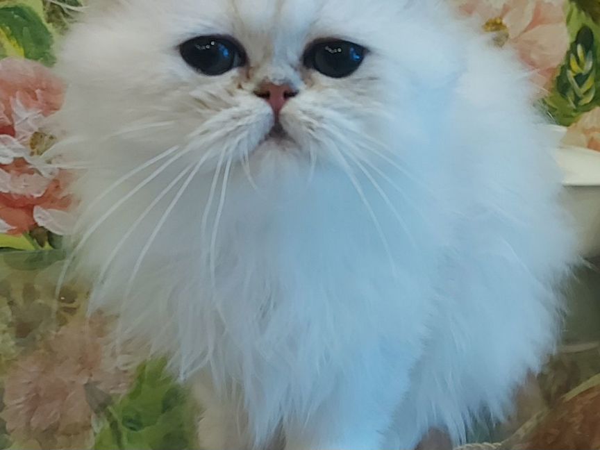 Британские котята шиншилла