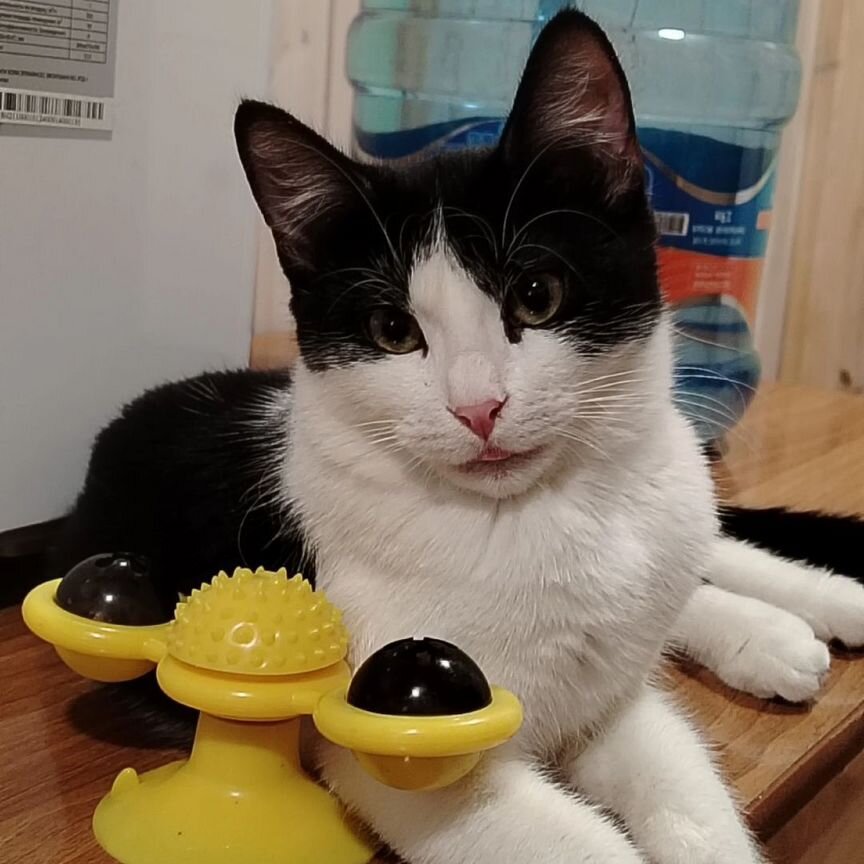 Молодой котик
