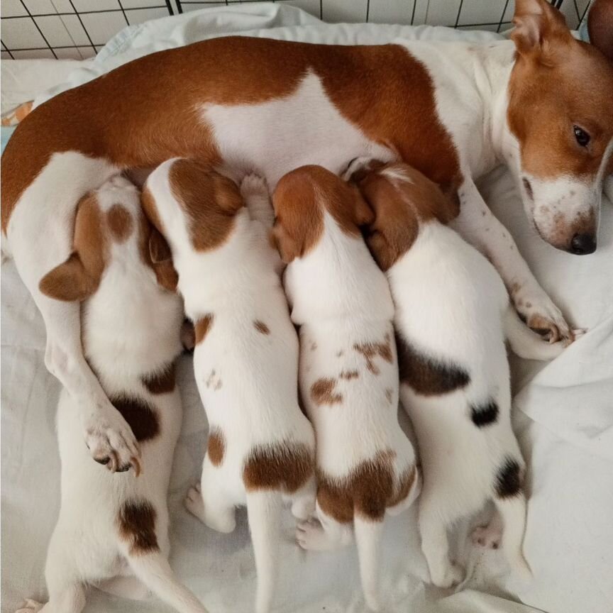 Джек-рассел-терьер, щенок