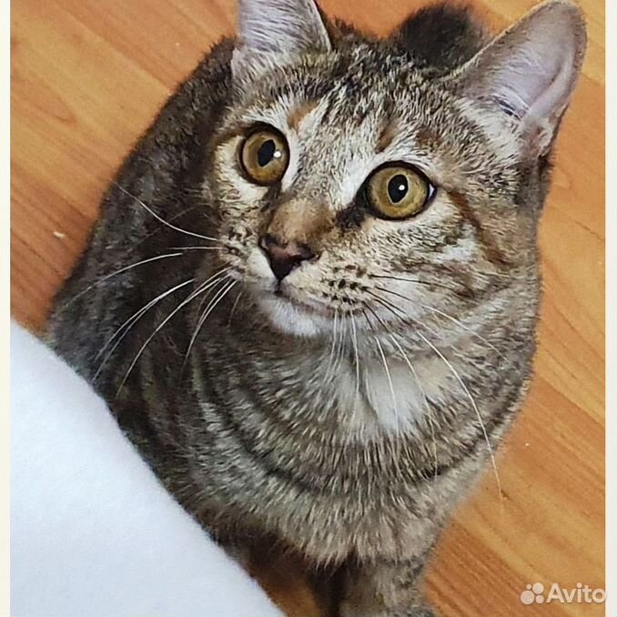 Котенок камышового окраса, девочка, ищет дом