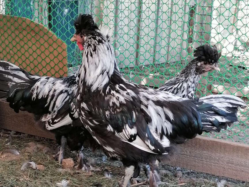 Павловские куры семьи серебро и золото